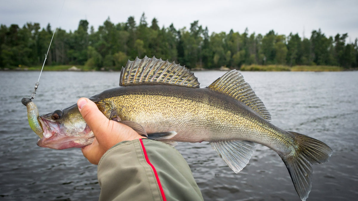 The Ultimate Guide to Walleye Fishing: Tips, Techniques, and Equipment ...